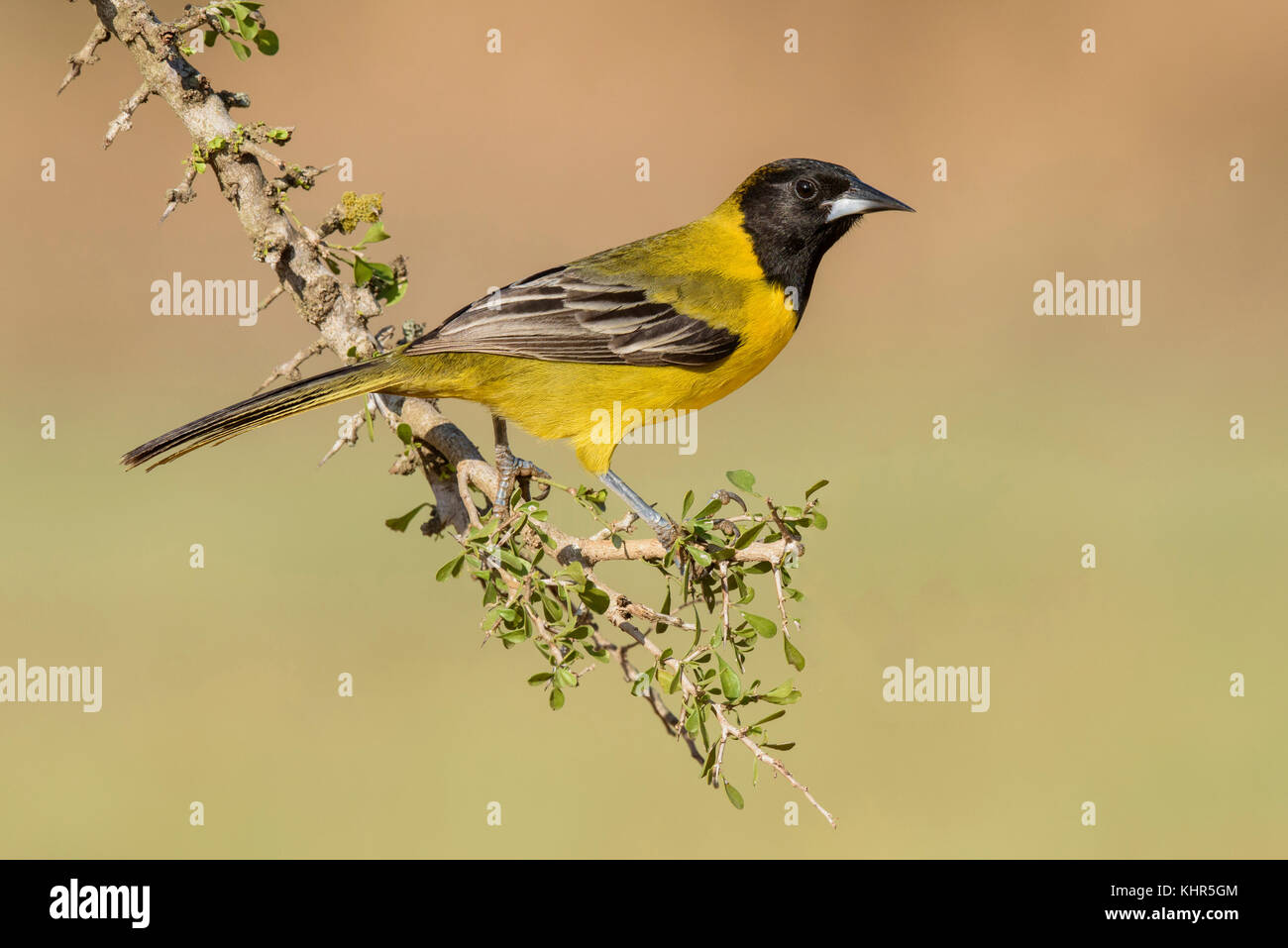 Audubon's Oriole (Icterus graduacauda), Texas Stock Photo - Alamy