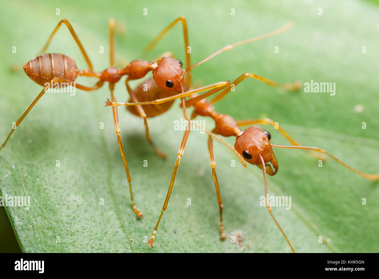 Green Tree Ant (Oecophylla smaragdina) carrying each other to conserve ...