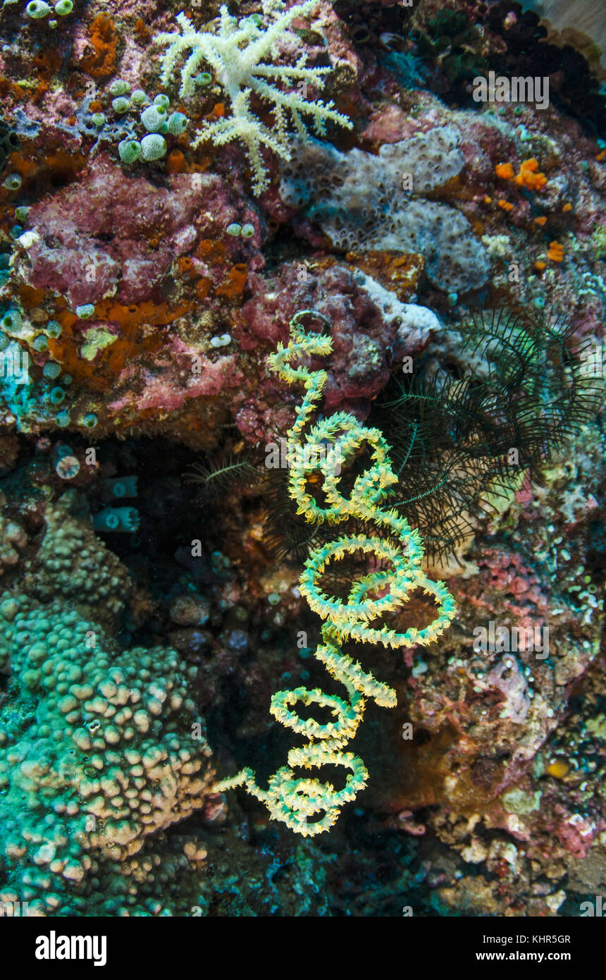 Wire Coral (Cirrhipathes spiralis), Banda Sea, Indonesia Stock Photo ...