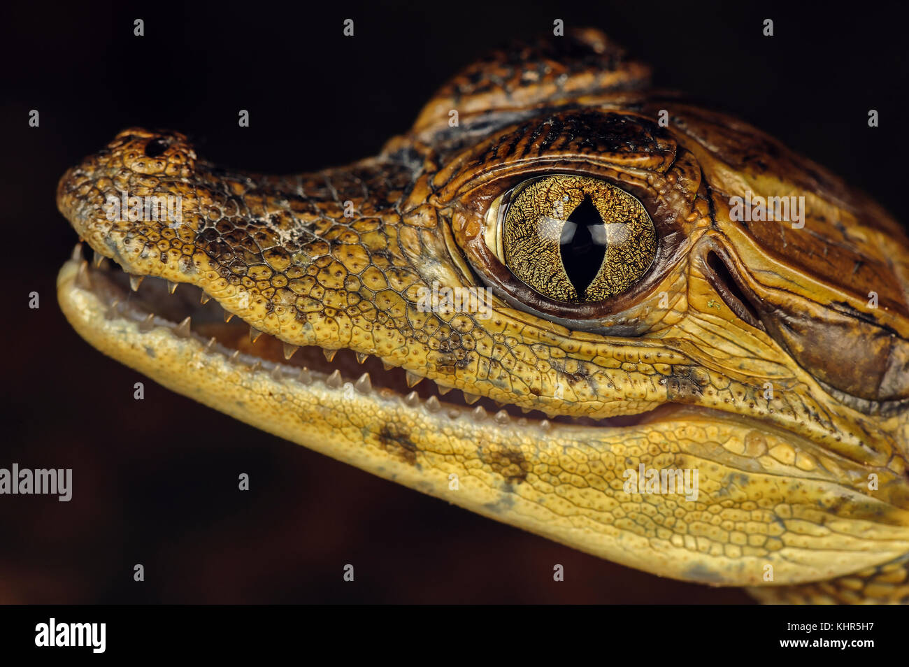 Spectacled Caiman (Caiman crocodilus) young, Leticia, Colombia Stock ...