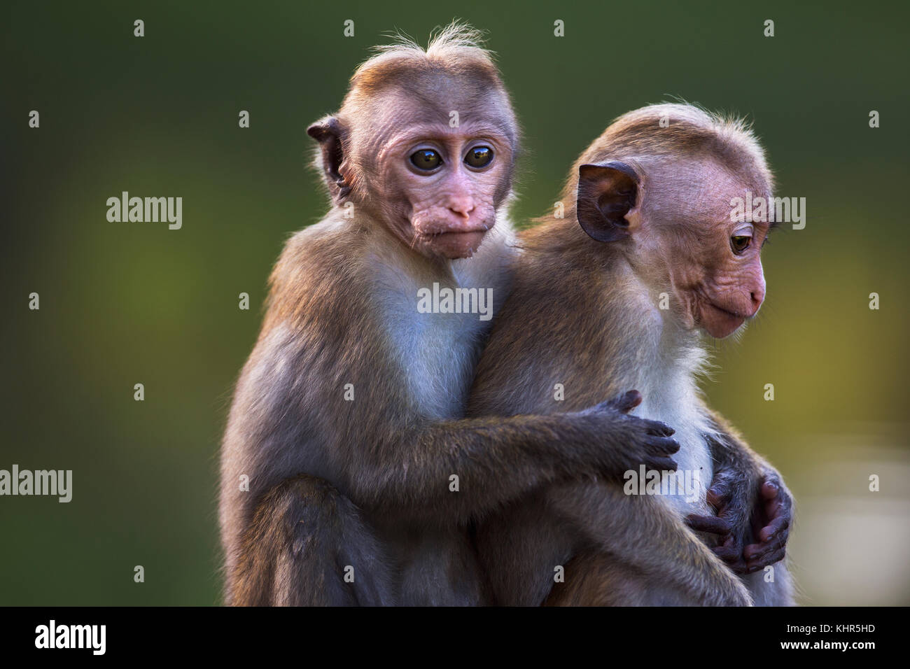 Toque Macaque (Macaca sinica) juveniles hugging, Polonnaruwa, Sri Lanka ...