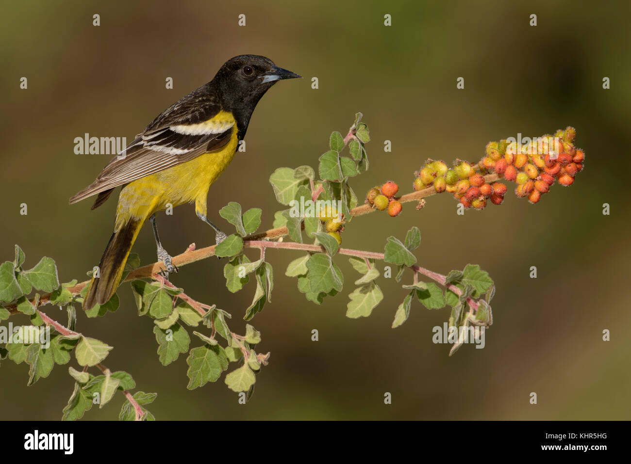 Scott's Oriole (Icterus parisorum) male, Arizona Stock Photo - Alamy