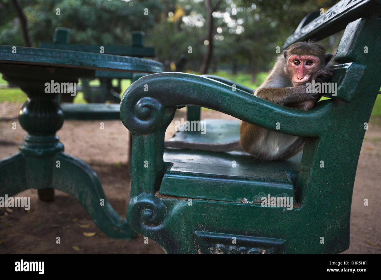 Toque Macaque (Macaca sinica) female on bench, Polonnaruwa, Sri Lanka ...