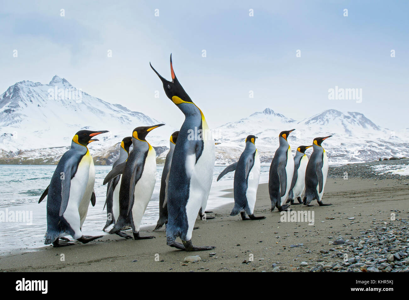 King Penguin (Aptenodytes patagonicus) displaying on beach in group ...