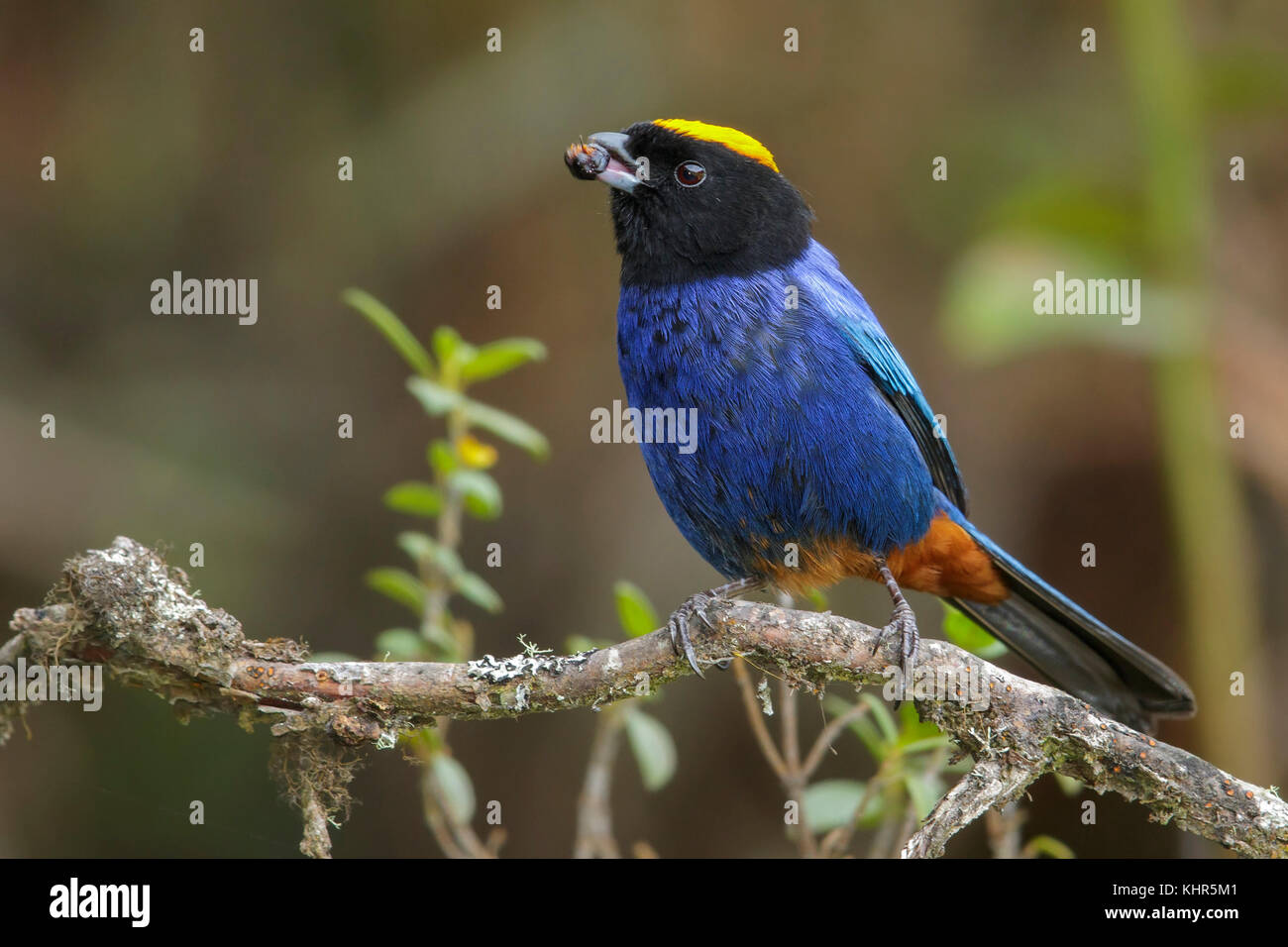 Golden-crowned Tanager (Iridosornis rufivertex), Colombia Stock Photo ...