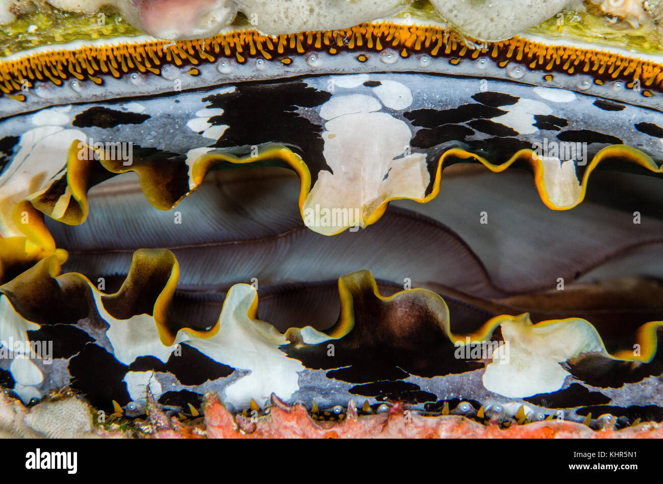 Oyster (Spondylus varians) mantle, Raja Ampat Islands, Indonesia Stock ...