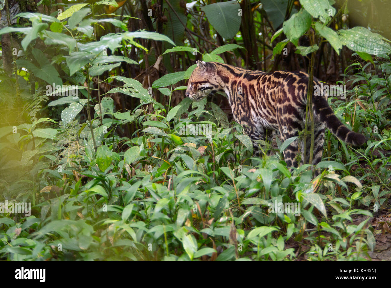 Ocelot (Leopardus pardalis) in rainforest, Ecuador Stock Photo - Alamy