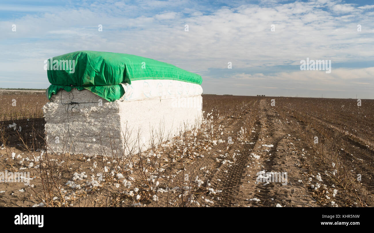 Tarp Covers Fresh Cotton Harvest Farm Field Agriculture Stock Photo - Alamy