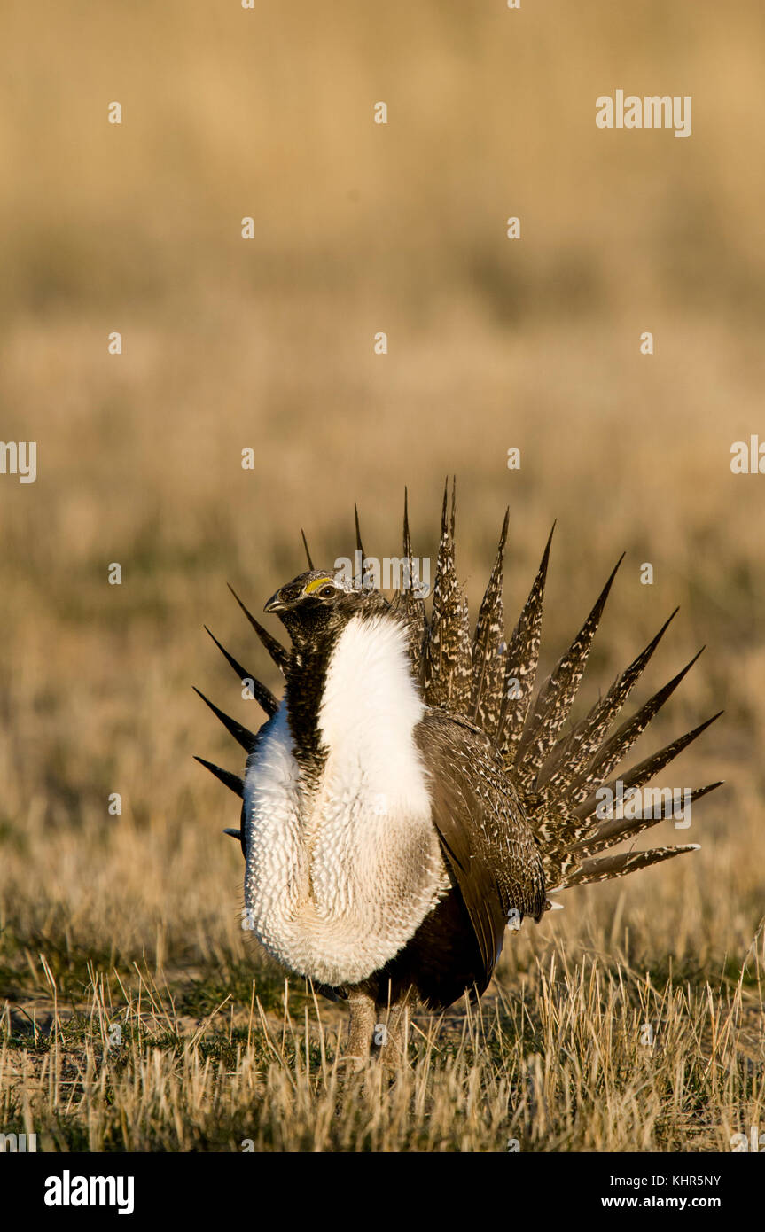 Sage Grouse (Centrocercus urophasianus) male in courtship display at ...