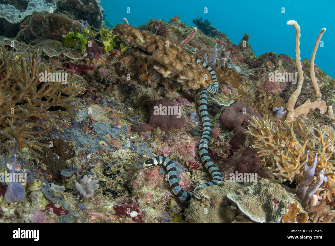 Banded Sea Krait (Laticauda colubrina) in coral reef, Raja Ampat ...