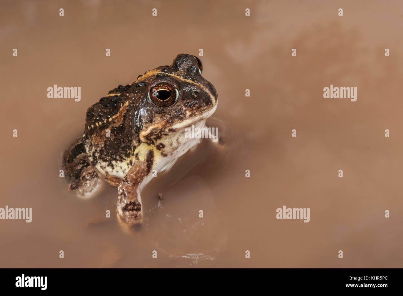 Tremolo Sand Frog (Tomopterna cryptotis) in waterhole, Marakele ...