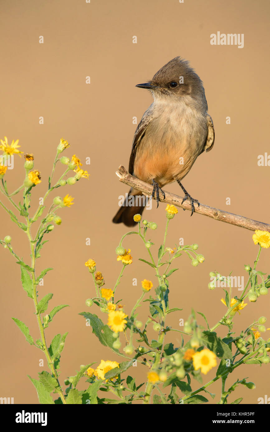 Say's Phoebe (Sayornis saya), Texas Stock Photo - Alamy