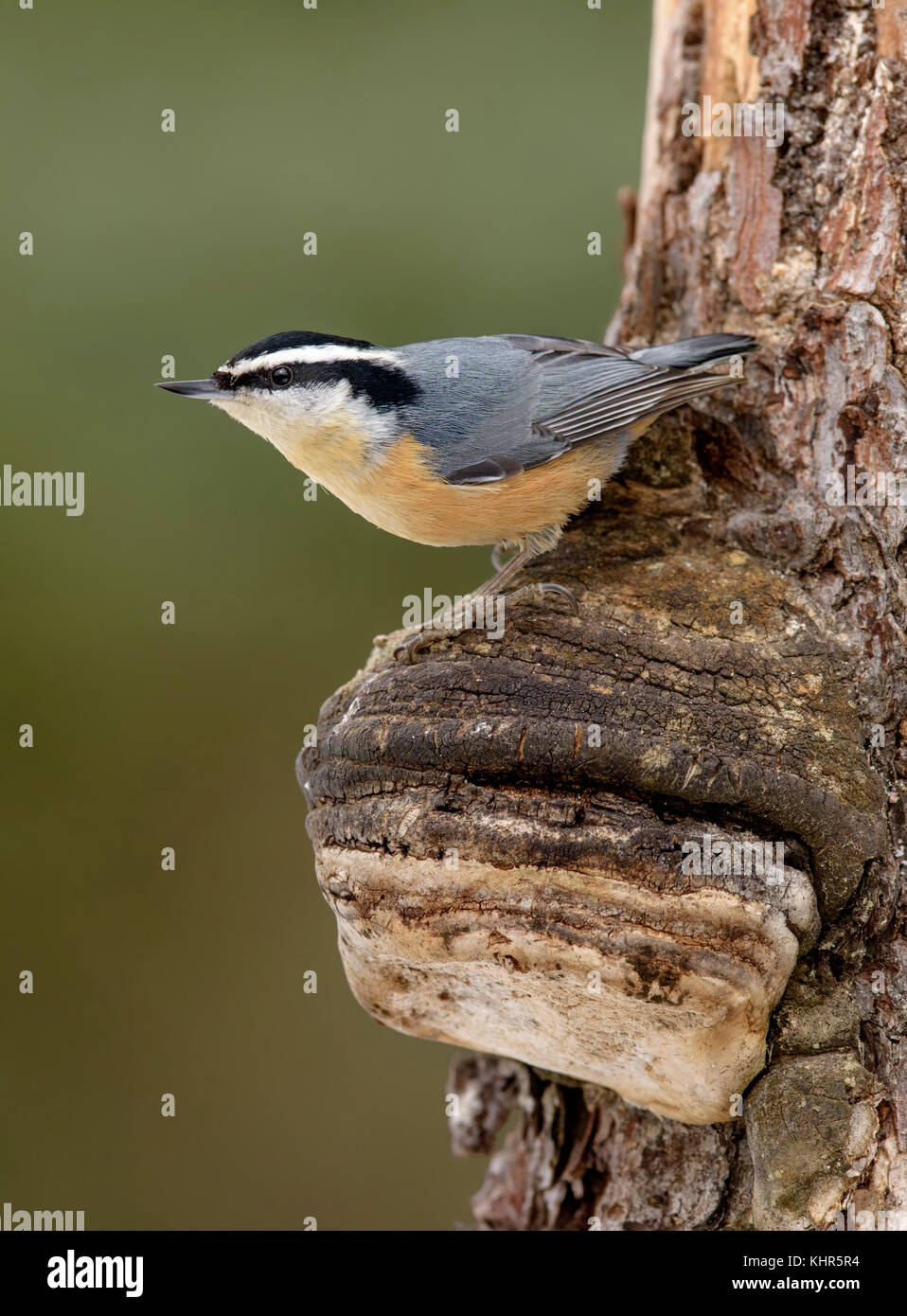 Red-breasted Nuthatch (Sitta canadensis), Alaska Stock Photo - Alamy