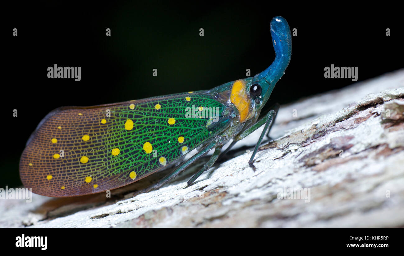 Lantern Fly (Pyrops whiteheadi), Danum Valley Conservation Area, Sabah ...
