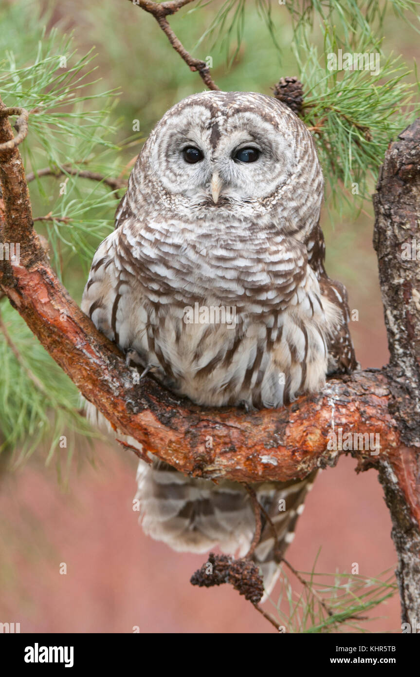 Barred Owl (Strix varia), Howell Nature Center, Michigan Stock Photo ...
