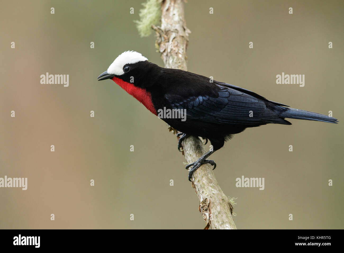 White-capped Tanager (Sericossypha albocristata), Colombia Stock Photo ...