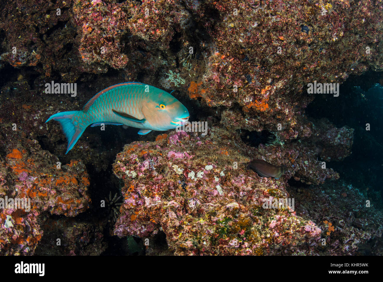 Blue-barred Parrotfish (Scarus ghobban), Rabida Island, Galapagos ...