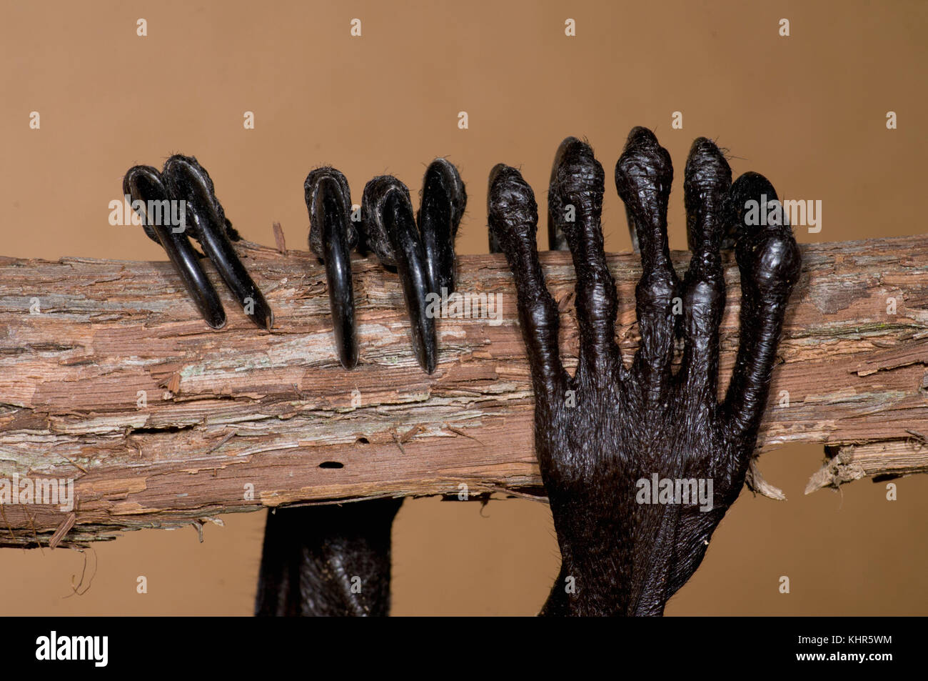 Straw-colored Fruit Bat (Eidolon helvum) legs holding onto branch ...