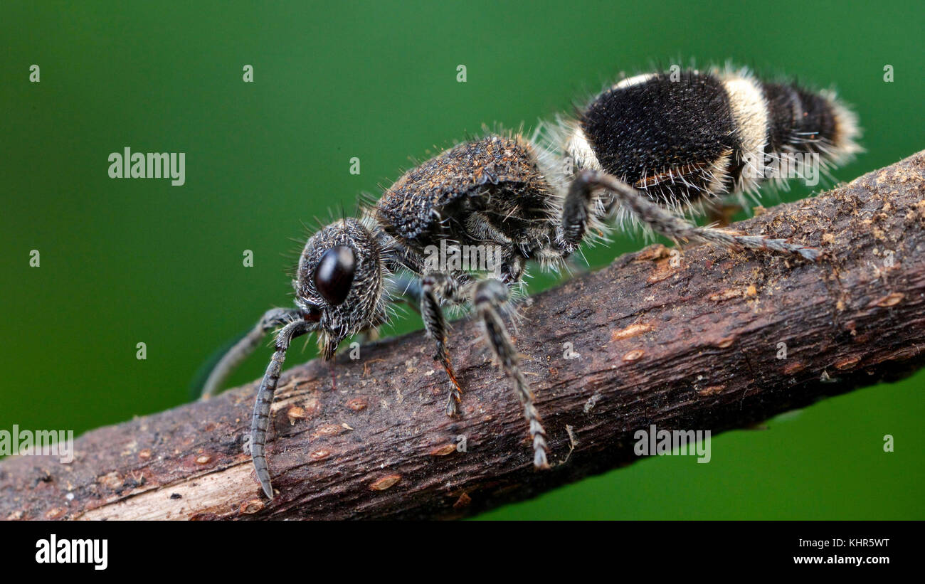 Velvet Ant (Mutillidae), Udzungwa Mountains National Park, Tanzania ...
