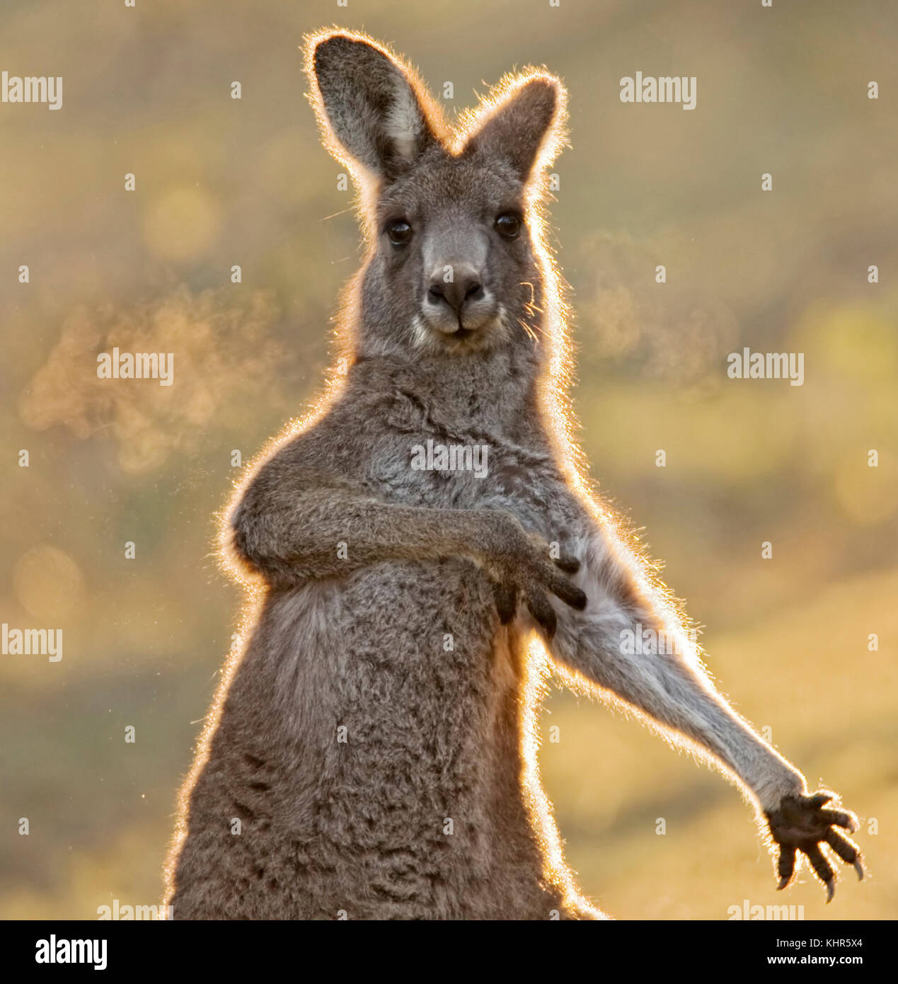 Eastern Grey Kangaroo (Macropus giganteus) scratching itself ...