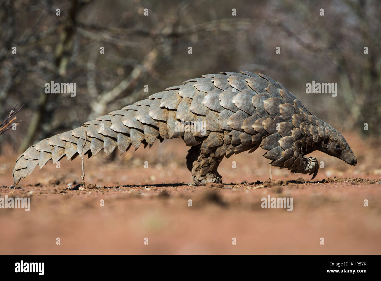 Cape Pangolin (Manis temminckii), Limpopo, South Africa Stock Photo - Alamy