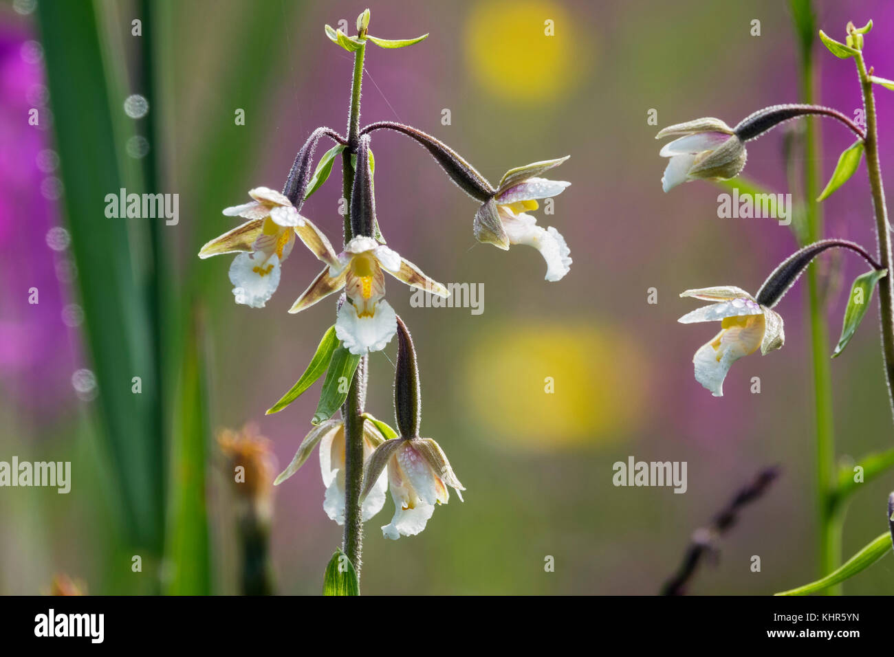 Marsh Helleborine (Epipactis palustris) flowers, Upper Bavaria, Germany ...