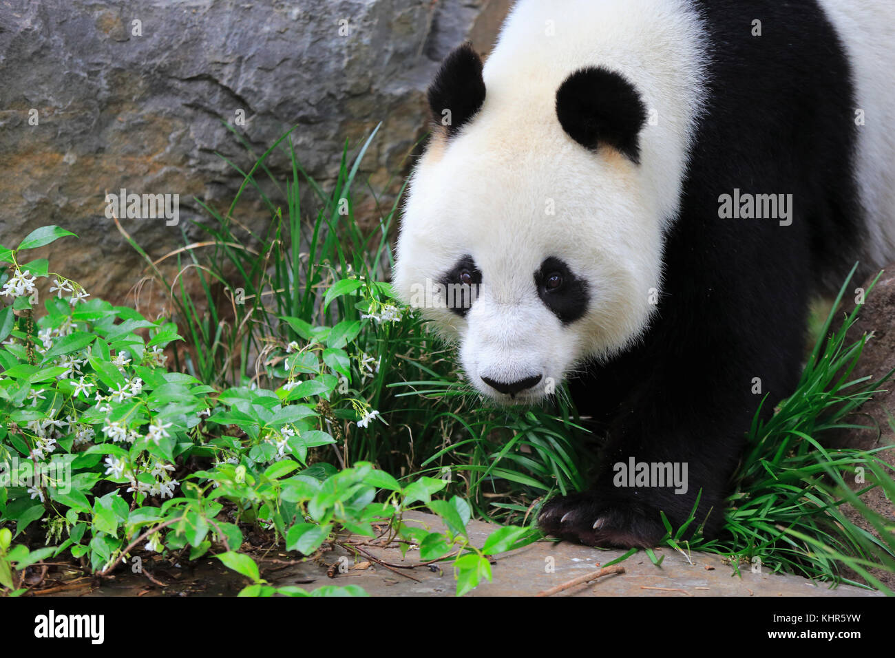 Giant Panda (Ailuropoda melanoleuca), Adelaide Zoo, South Australia, Australia Stock Photo - Alamy