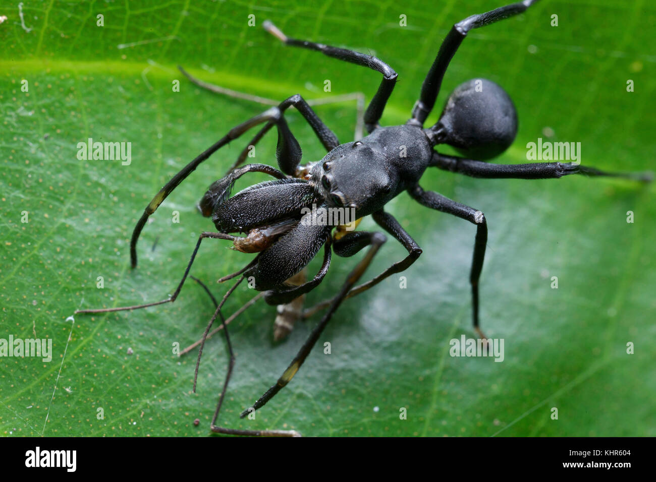 Ant-mimicking Jumping Spider (Myrmarachne sp) with prey, Angkor Wat ...