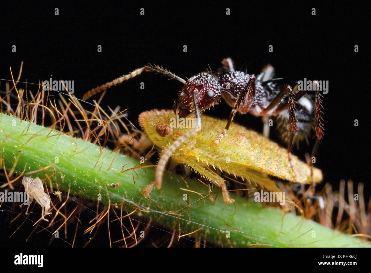 Ant (Polyrhachis rufipes) harvesting honeydew from Leafhopper ...