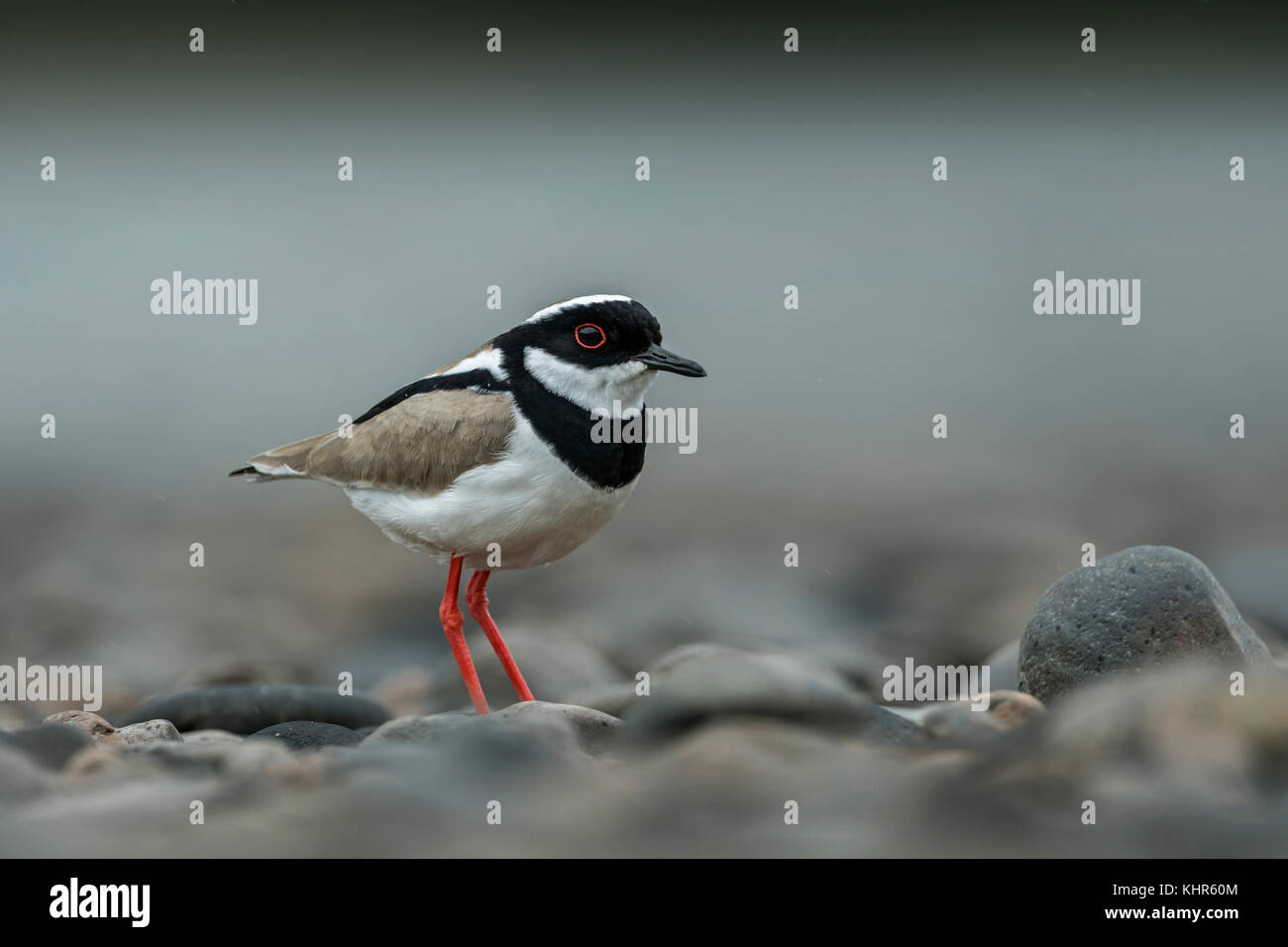 Pied Lapwing (Vanellus cayanus), Los Llanos, Colombia Stock Photo - Alamy
