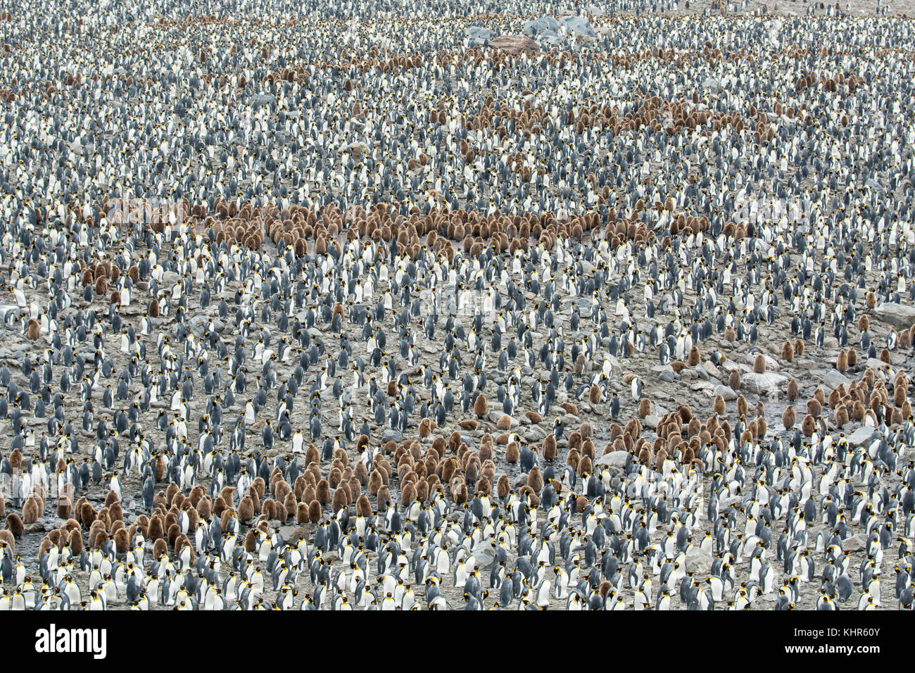 King Penguin (Aptenodytes patagonicus) colony, St. Andrews Bay, South ...