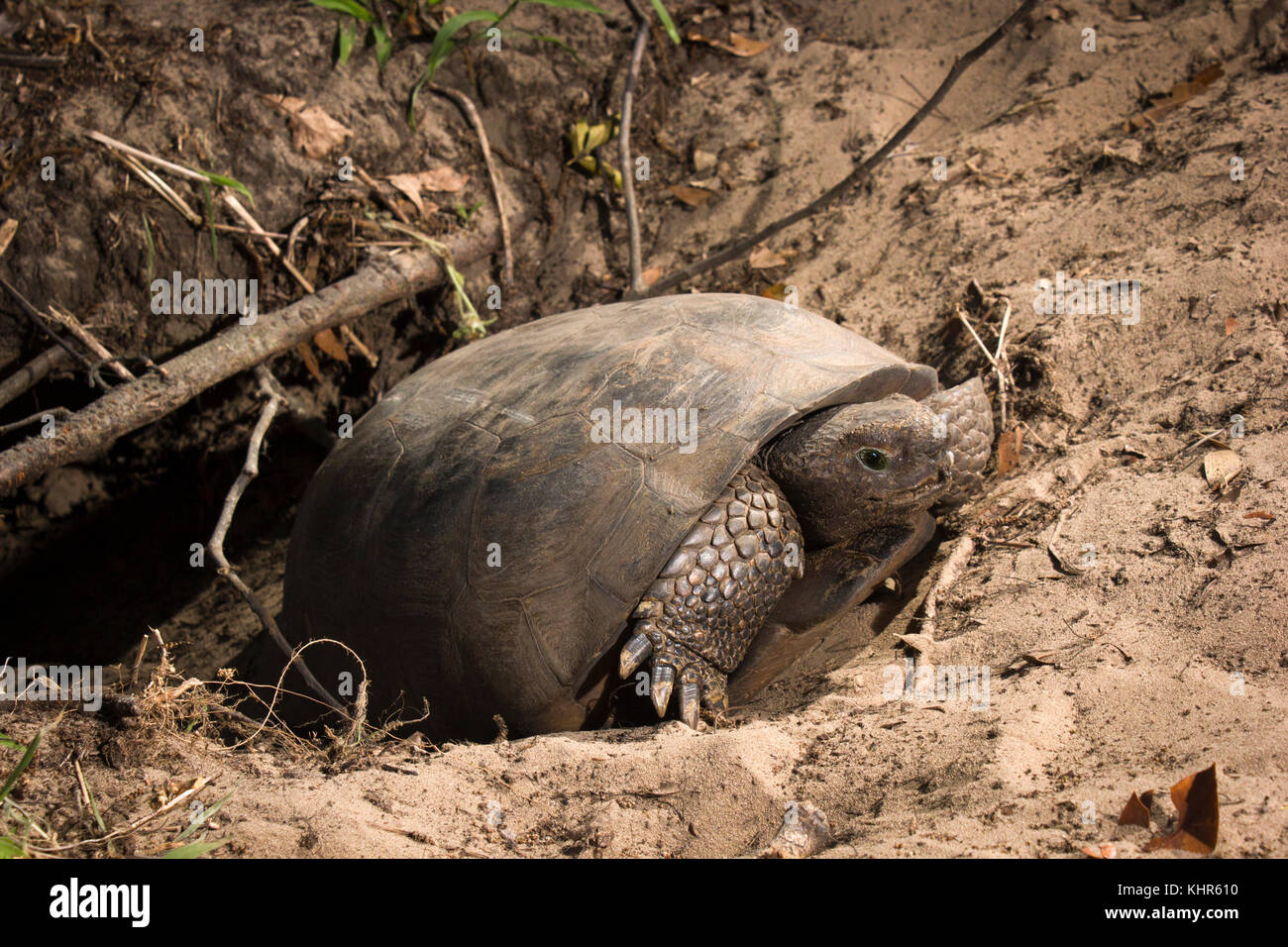 Florida Gopher Tortoise (Gopherus polyphemus) emerging from burrow ...