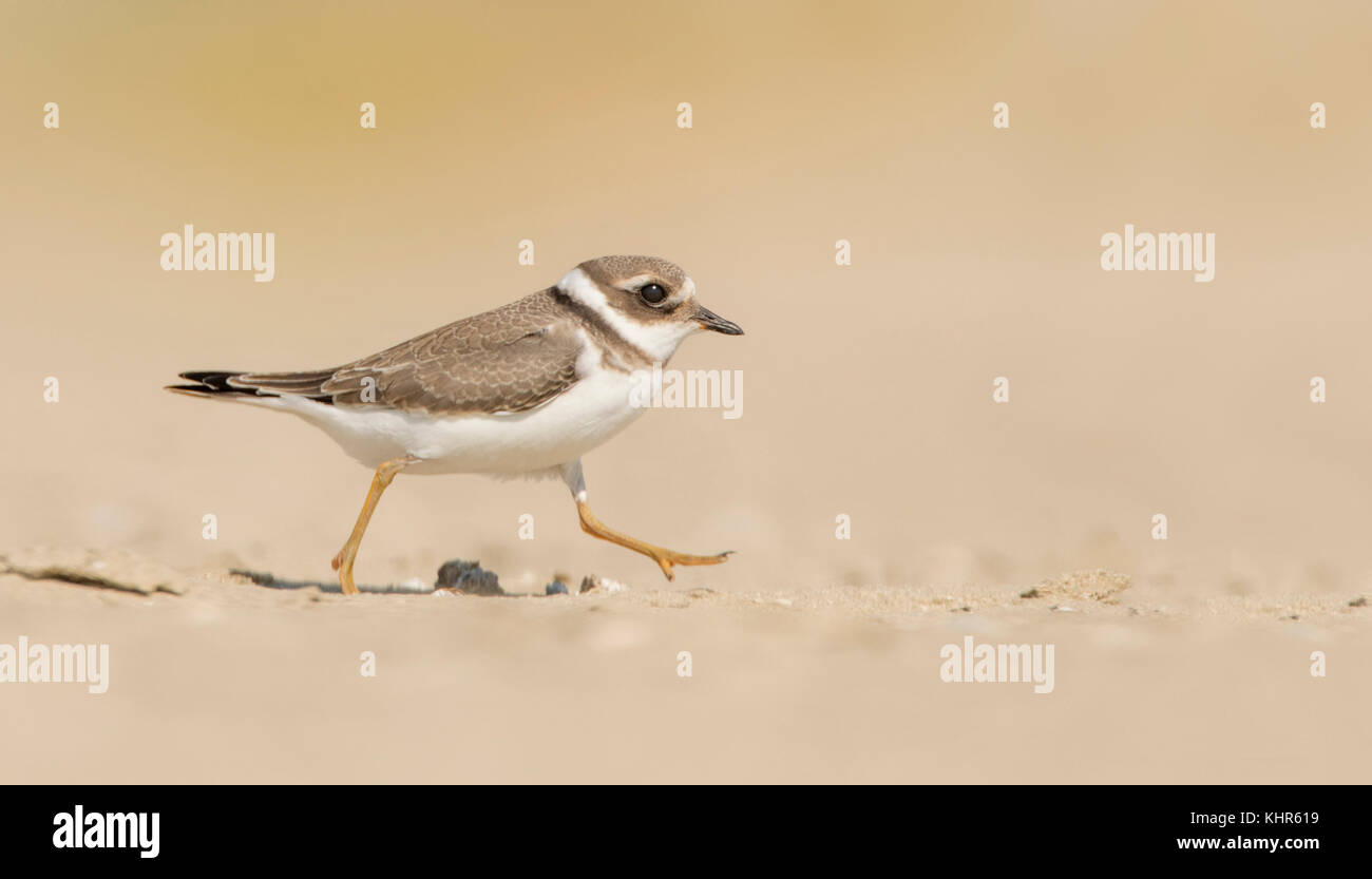 Common Ringed Plover (Charadrius hiaticula) juvenile running ...