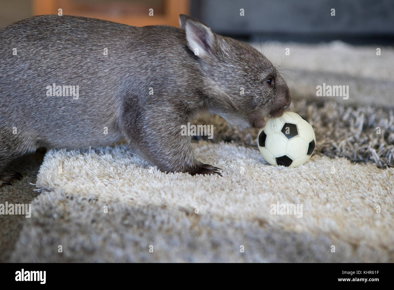 Common Wombat (Vombatus ursinus) seven month old orphaned joey playing ...