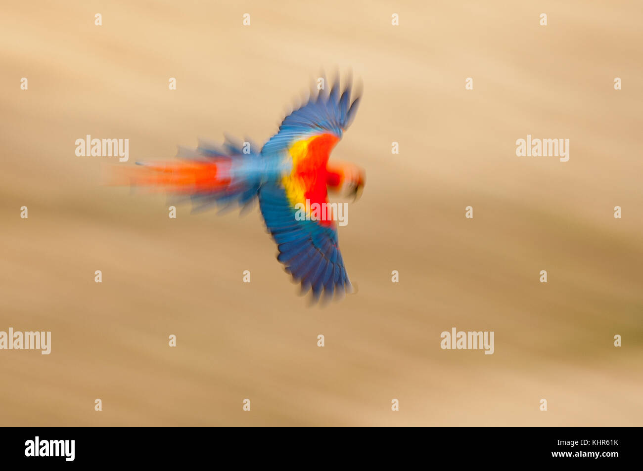 Scarlet Macaw (Ara macao) flying, Ecuador Stock Photo - Alamy