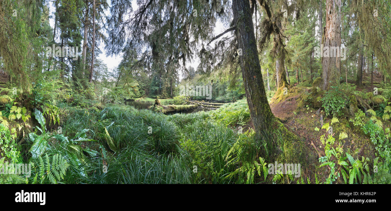 "Temperate rainforest, Tlell River, Haida Gwaii, British Columbia ...