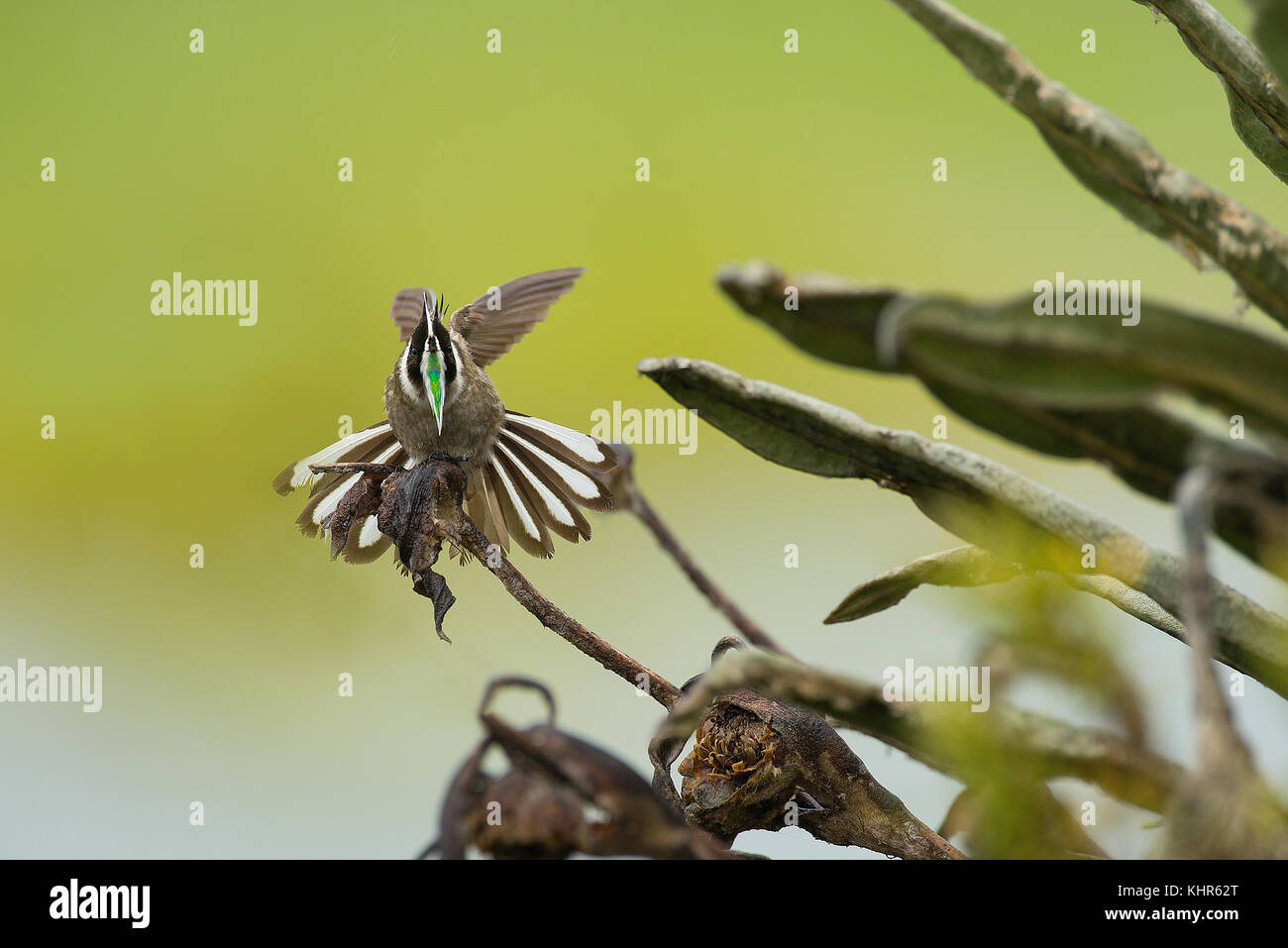 Bearded Helmetcrest (Oxypogon guerinii) hummingbird in territorial ...