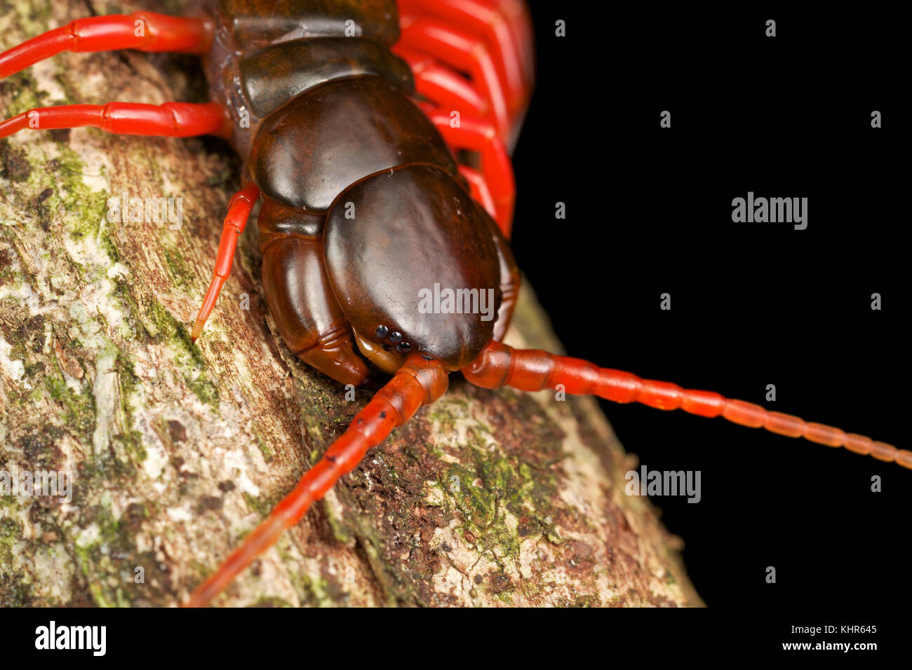 Centipede (Scolopendra sp), Gunung Leuser National Park, Sumatra ...