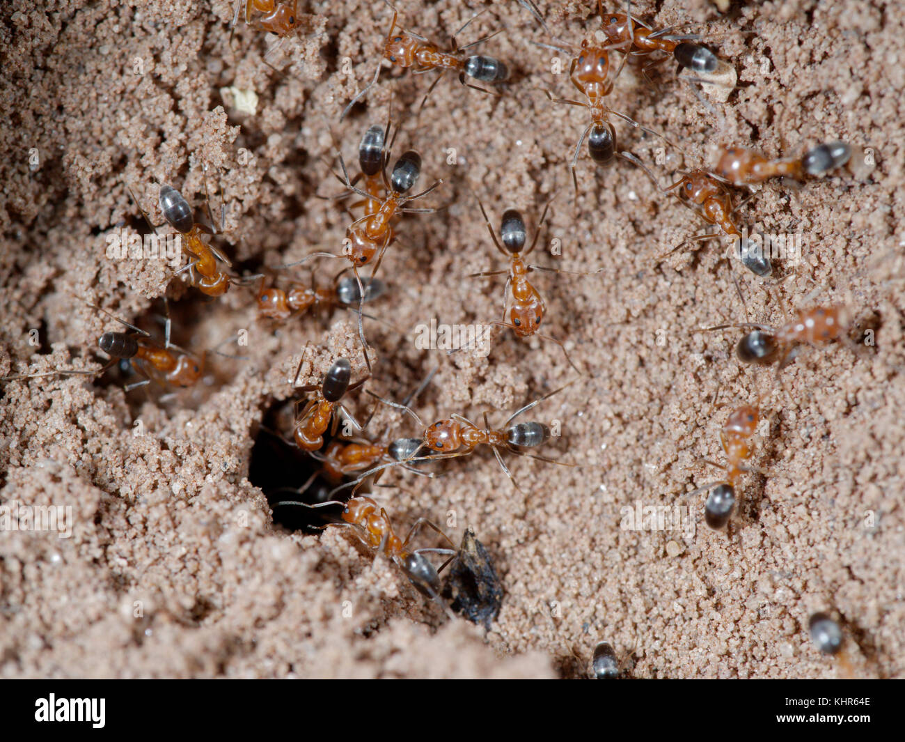 California Harvester Ant (Pogonomyrmex californicus) group near Sedona ...