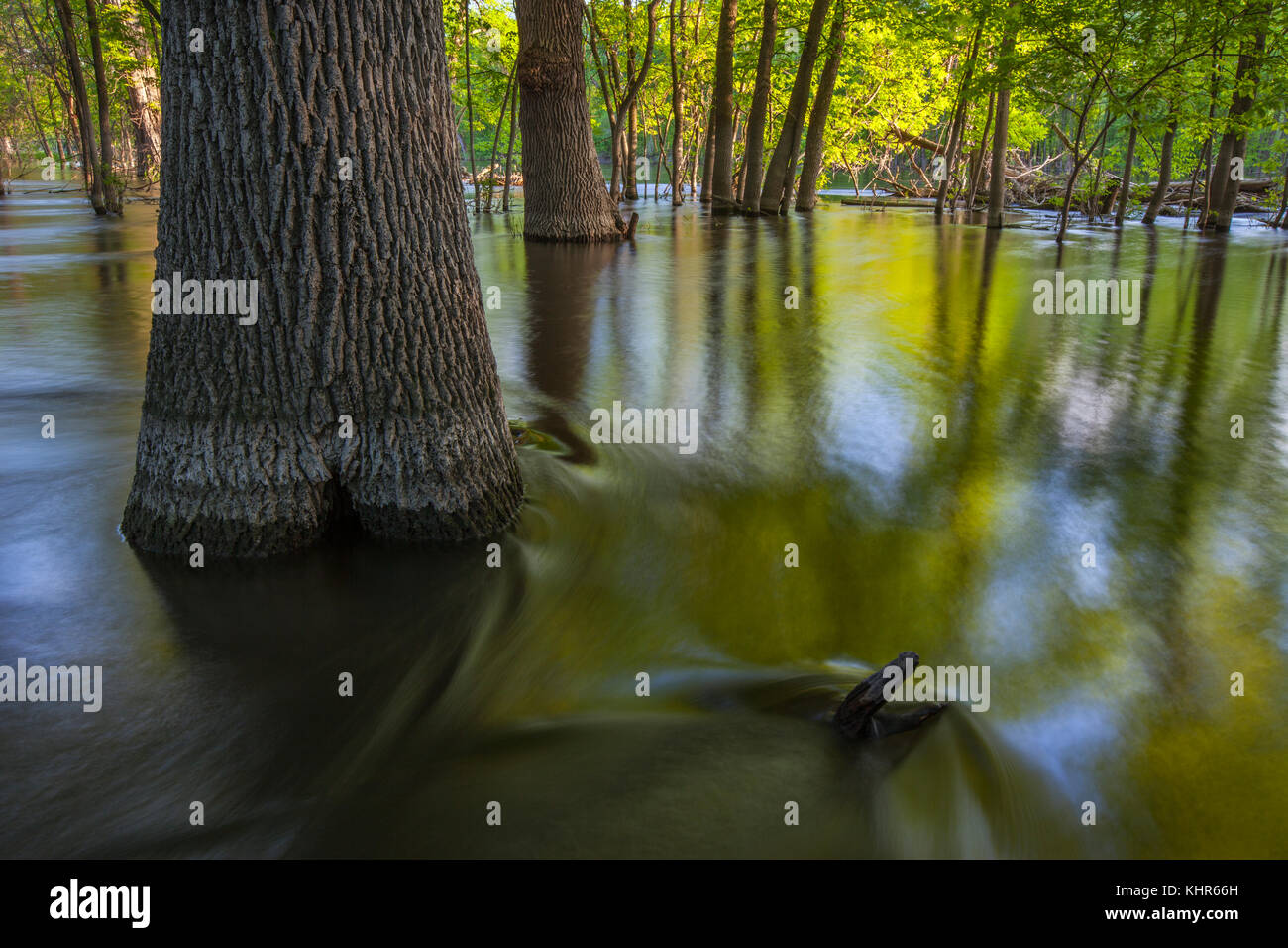 Maple (Acer sp) trees in flooded forest, Vermillion River, Red Wing ...