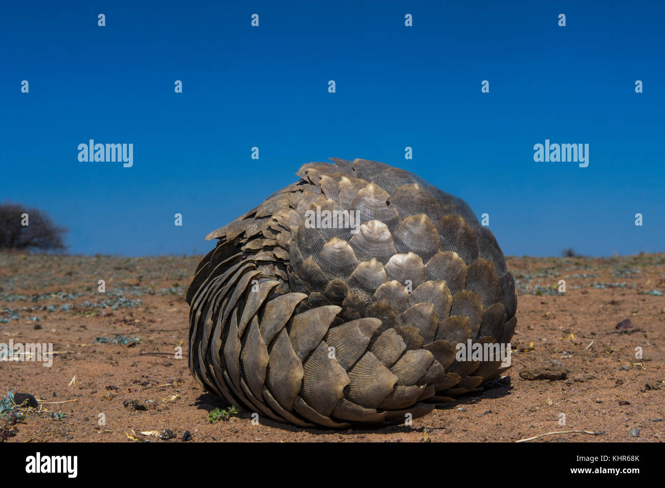Cape Pangolin (Manis temminckii) rolled up in defensive posture ...