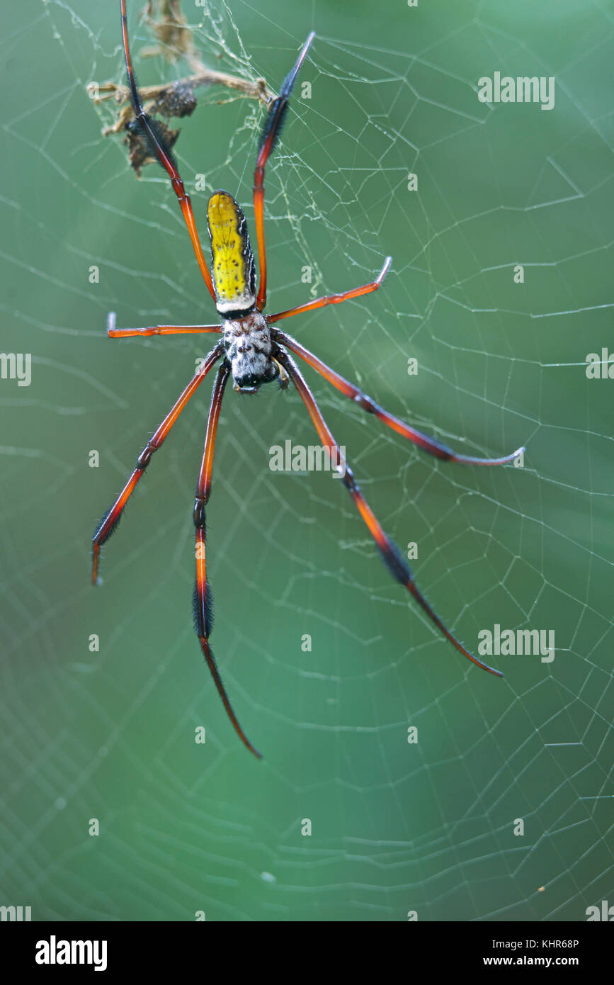 Giant Orb-weaving Spider (Nephila madagascariensis) in web, Andasibe ...