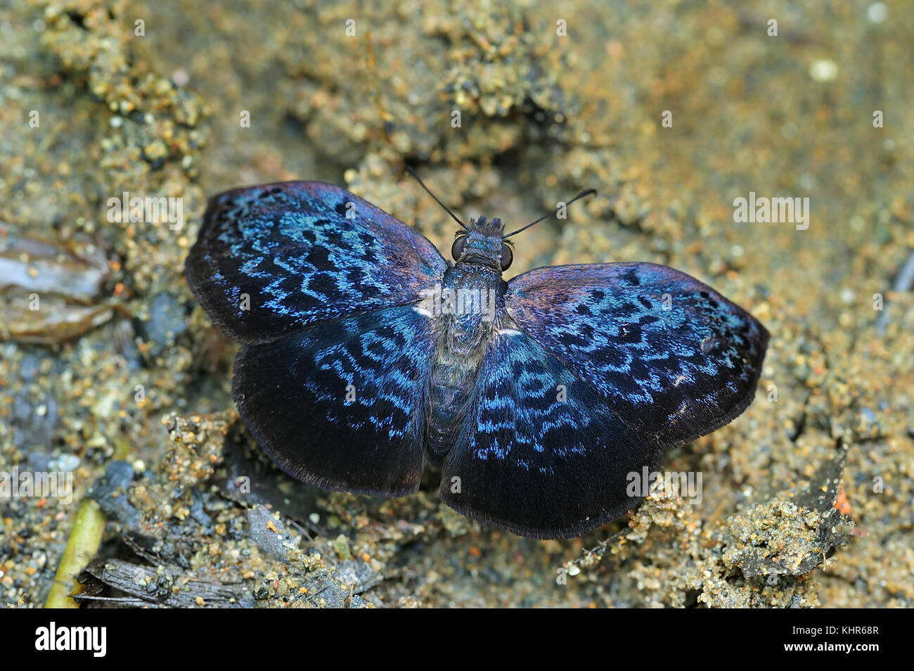 Moeschler's Bent-Skipper (Cycloglypha enega) butterfly, Rio Claro ...