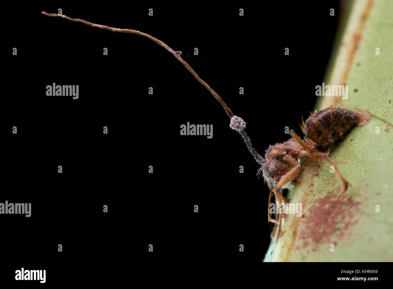 Carpenter Ant Camponotus Sp Infected With Sac Fungus Cordyceps Sp Preah Monivong National