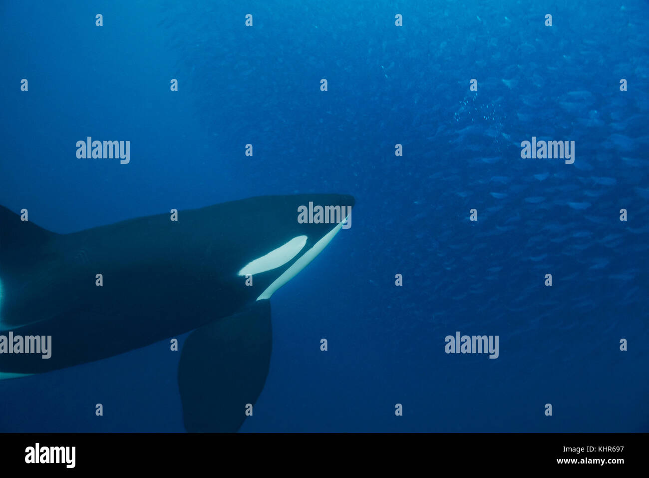 Orca (Orcinus orca) hunting Atlantic Herring (Clupea harengus) school ...