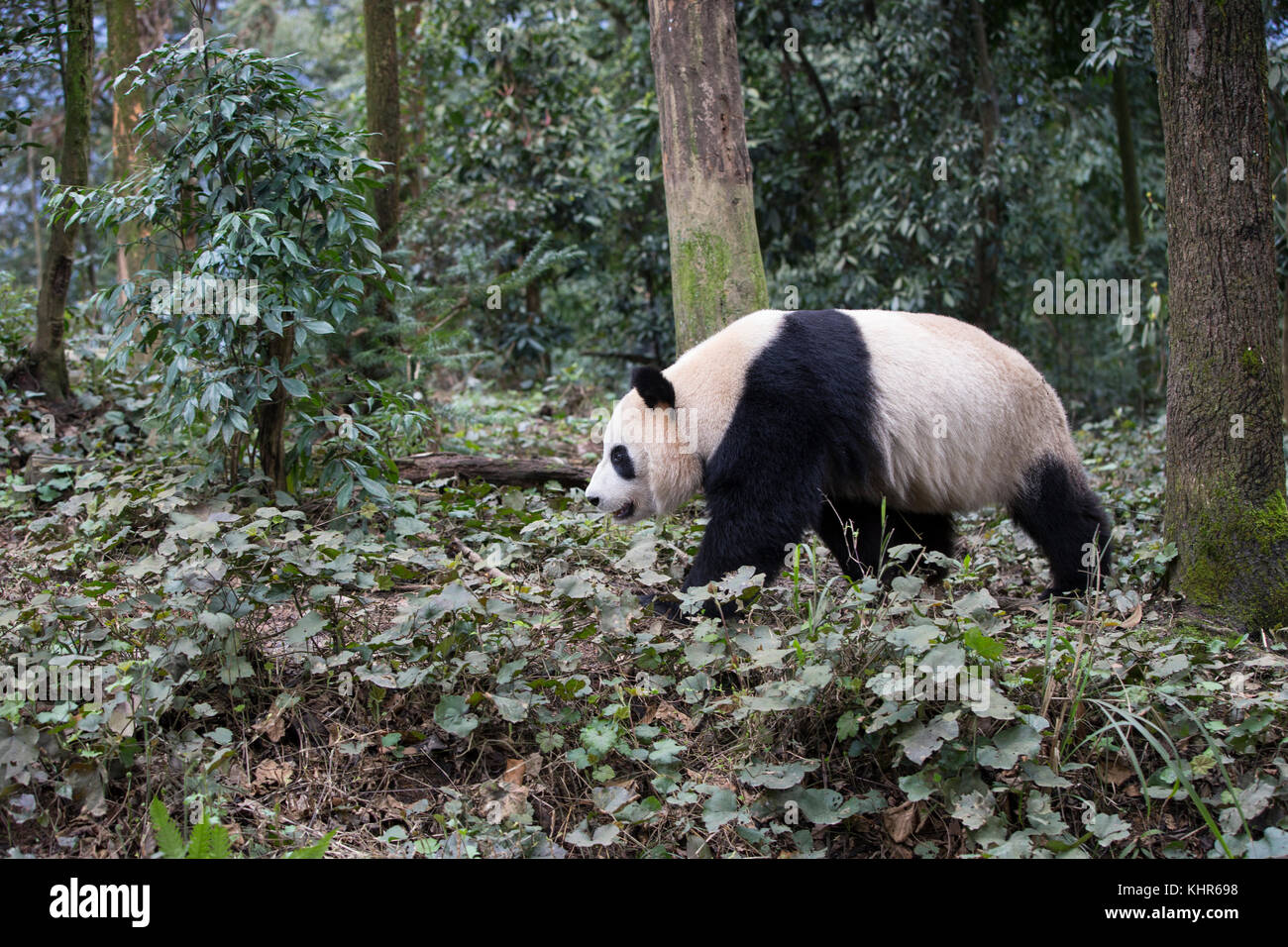 Giant Panda (Ailuropoda melanoleuca) in forest, Bifengxia Panda Base ...