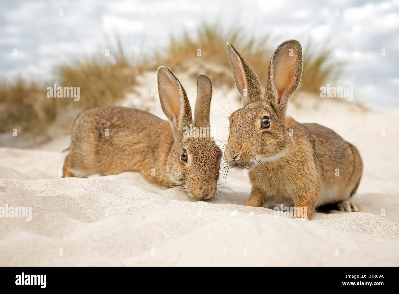 European Rabbit (Oryctolagus cuniculus) pair in sand dunes, Mecklenburg ...