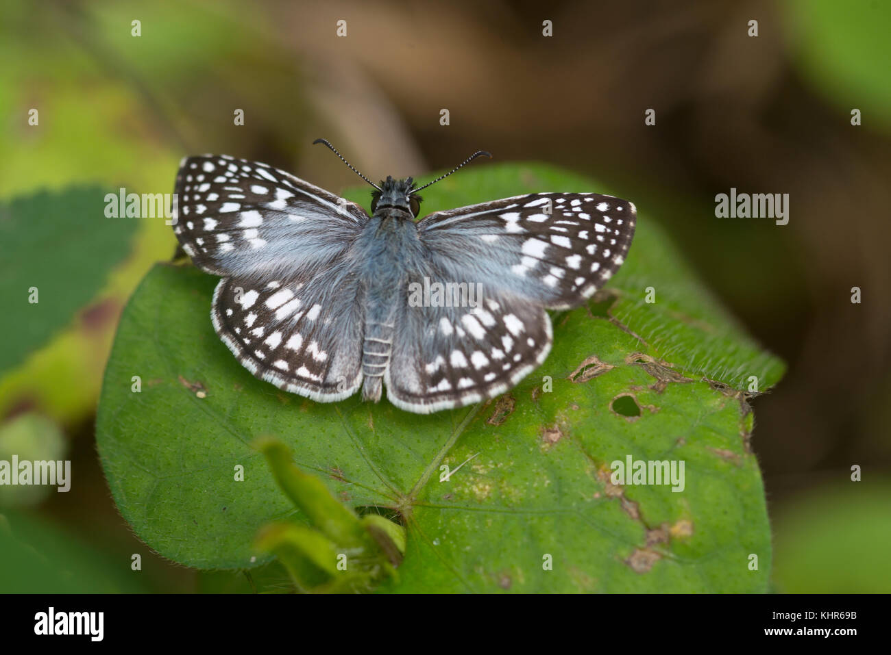 Gossamer-winged Butterfly (Lycaenidae), Ecuador Stock Photo - Alamy