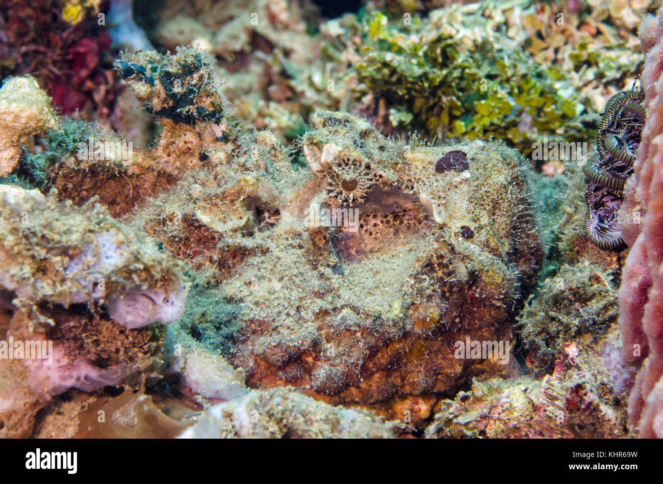 Esturine Stonefish (Synanceia horrida) camouflaged in reef, Banda Sea ...