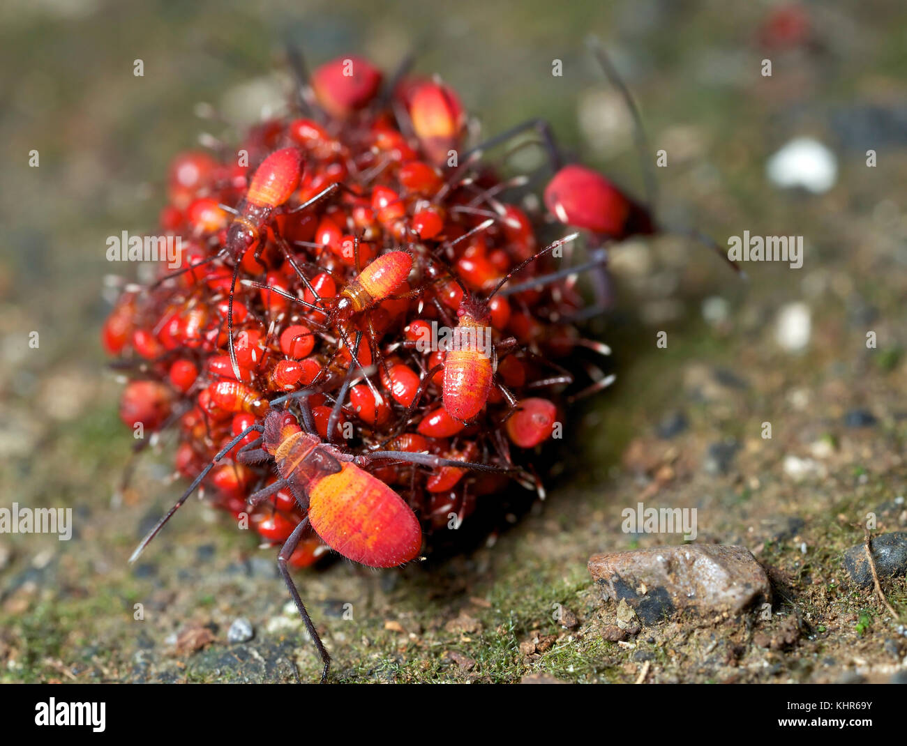 Capsid Bug (Miridae) parents guarding young, La Amistad International ...